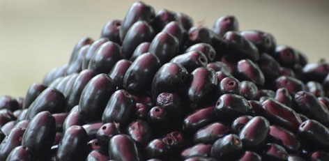 Live Chennai: Jamun (naval palam) season begins-prices high,Jamun,naval ...