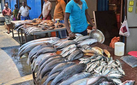 Live Chennai: Fish price up by 30 percent in Chennai,Fish price Chennai ...