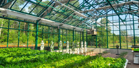 Live Chennai: Vegetable Garden in Hospitals ï¿½ Serving Diet Rich Food ...