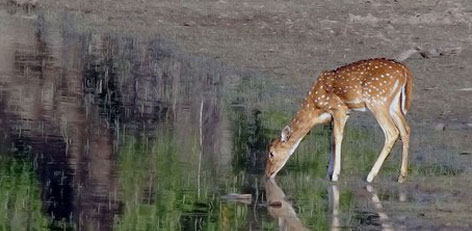 Live Chennai: Dry climate leads to migration of animals,Dry climate ...