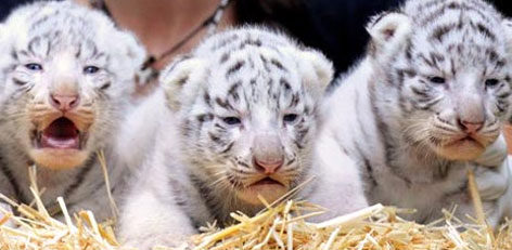 Live Chennai: Bengal Part White tiger cubs in Vandalur,Bengal - White ...